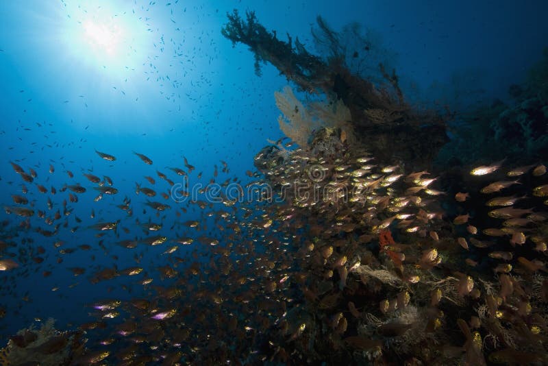 Golden Sweeper (parapriacanthus Ransonneti) Stock Image - Image of ...