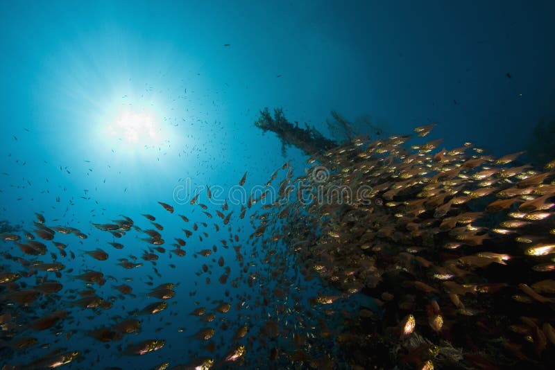 Golden Sweeper stock photo. Image of pink, indonesia - 33093148
