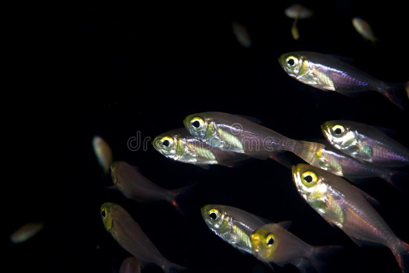 Golden sweepers stock photo. Image of hard, dark, space - 11970192