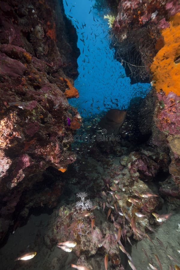 Golden sweepers stock photo. Image of dive, scenes, places - 21559090