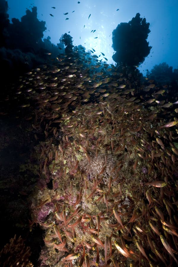 Golden Sweepers, Coral and Ocean Stock Image - Image of light, deep ...