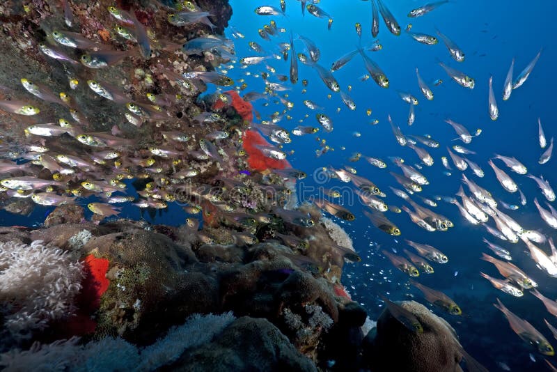 Golden sweepers and ocean stock image. Image of idyllic - 11911869