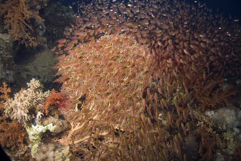 Golden Sweepers (parapriacanthus Ransonneti) Stock Image - Image of ...