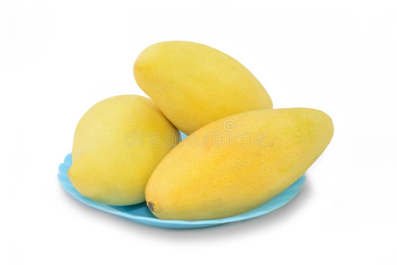 The golden sweet mangoes. stock image. Image of delicious - 68036057