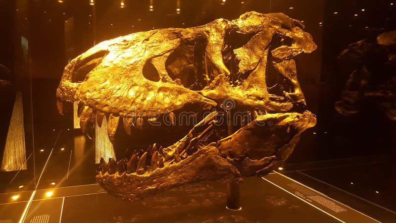 Golden T-Rex skull stock photo. Image of tristan, skull - 84193434