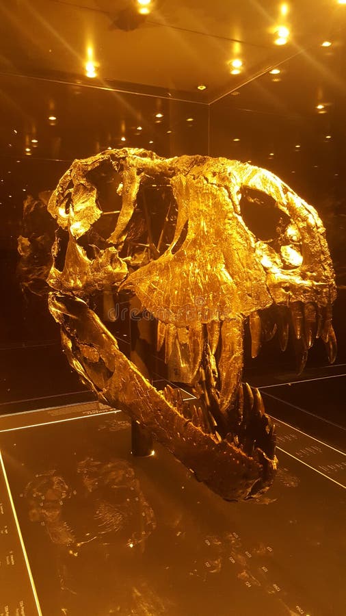 Golden T-Rex skull editorial image. Image of naturkundemuseum - 84196125