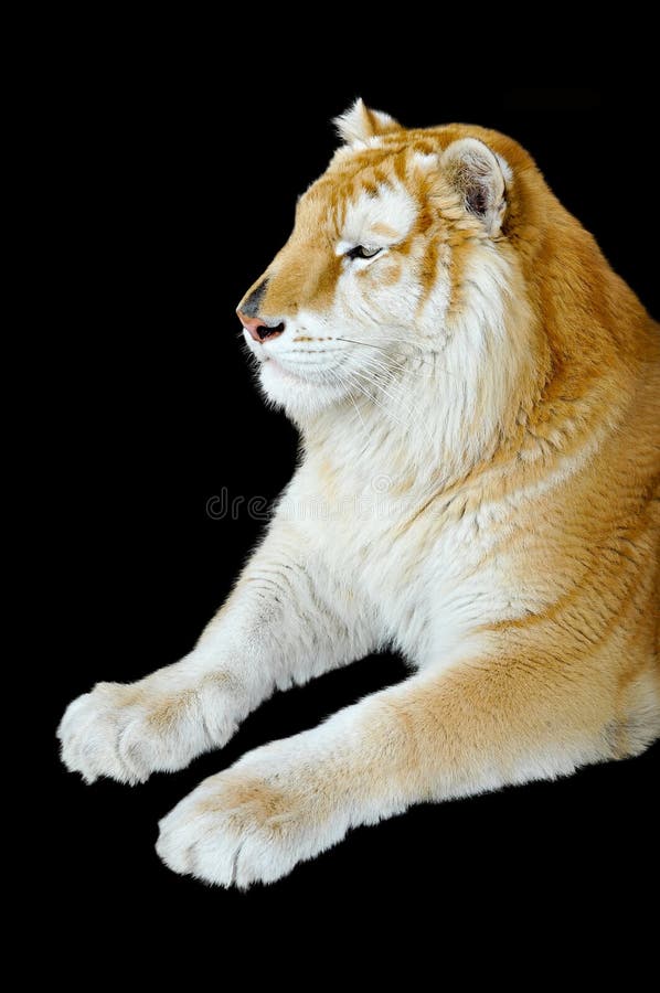 A Golden Tabby Tiger stock image. Image of majestic, tiger - 33098393