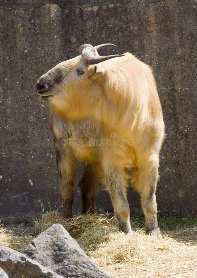 Golden takin stock photo. Image of horns, animals, hoofs - 15435320