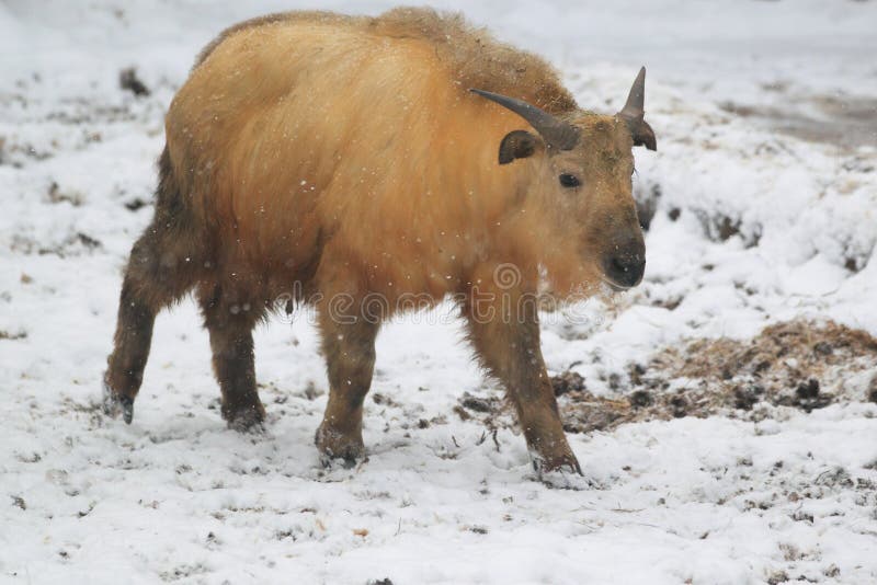 Golden takin stock image. Image of takin, antelope, taxicolor - 28615115