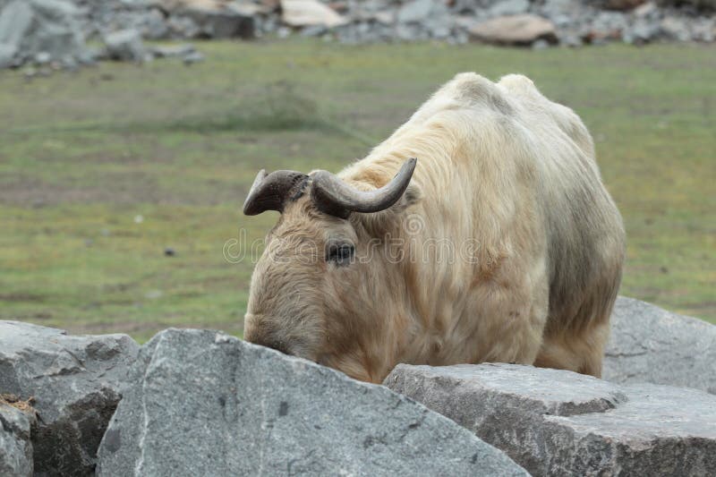 Golden takin stock photo. Image of adult, golden, mountains - 376740134