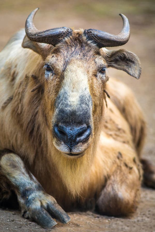 Golden Takin Portrait in Nature Stock Photo - Image of buffalo, bull ...