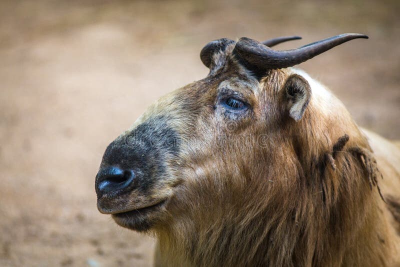 Golden Takin Portrait in Nature Stock Image - Image of china, tibetan ...