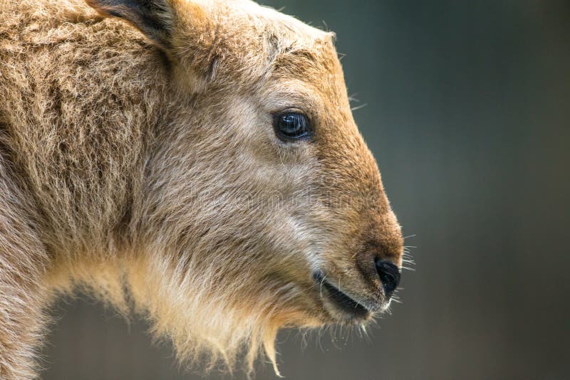 Golden Takin Portrait in Nature Stock Photo - Image of tibetan, brown ...