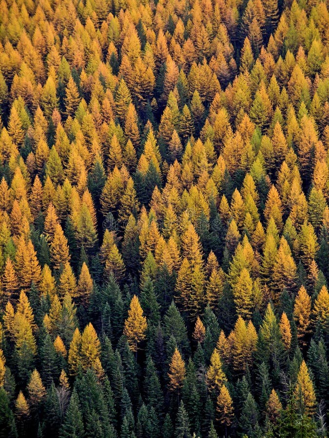 Golden Tamaracks stock image. Image of larch, trees, yellow - 63404633