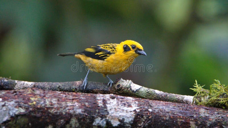 Golden tanager on a branch stock image. Image of branch - 259934219
