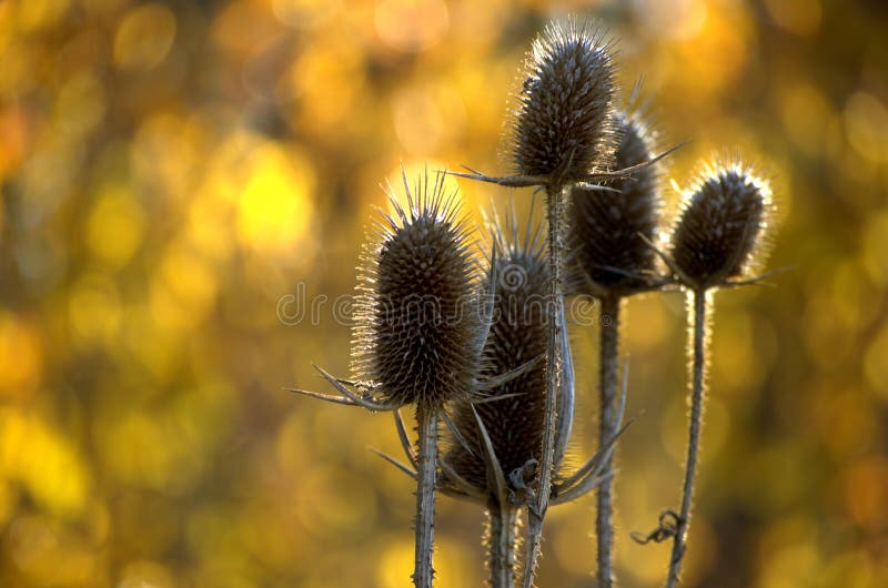 Golden teasel stock photo. Image of autumn, bokeh, pointy - 35881710