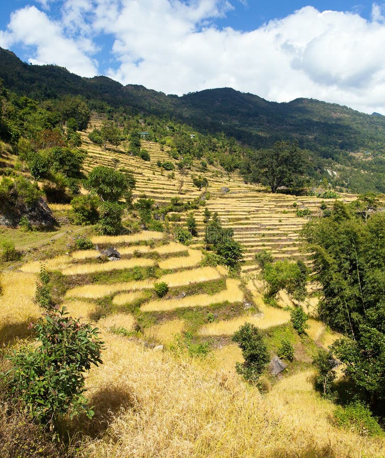 Rice or Paddy Fields in Nepal Himalayas Stock Photo - Image of ...