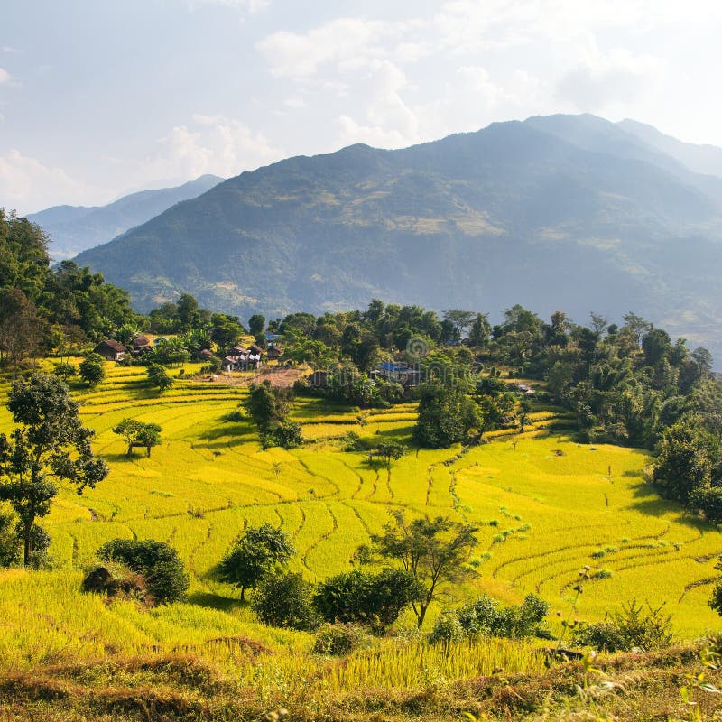 Rice or Paddy Fields in Nepal Himalayas Mountains Stock Image - Image ...