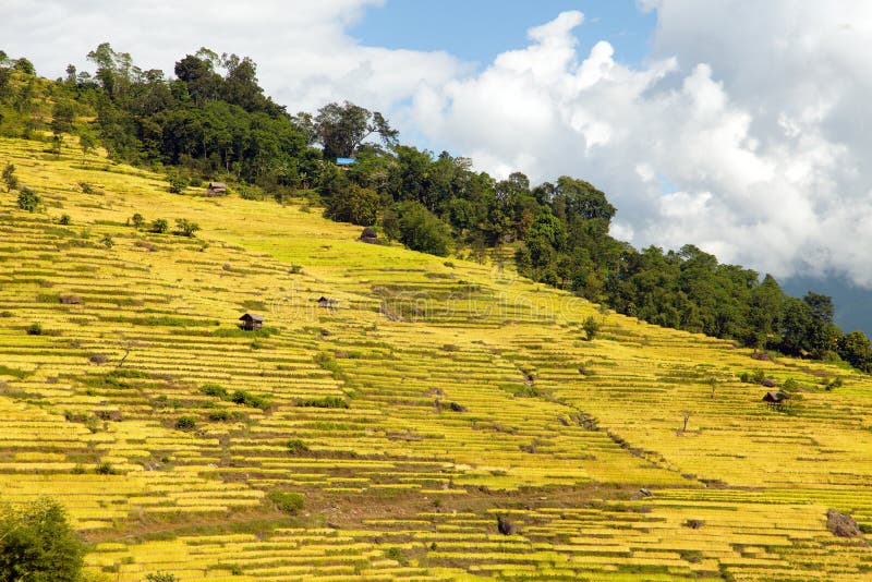 Rice or Paddy Fields in Nepal Himalayas Mountains Stock Photo - Image ...