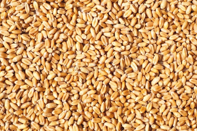 Wheat Texture stock image. Image of harvest, food, macro - 4362715