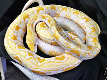 Golden Thai Python or Albino Burmese Python. Stock Photo - Image of ...