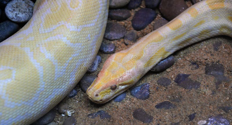 Golden thai python stock photo. Image of holding, curve - 53811510