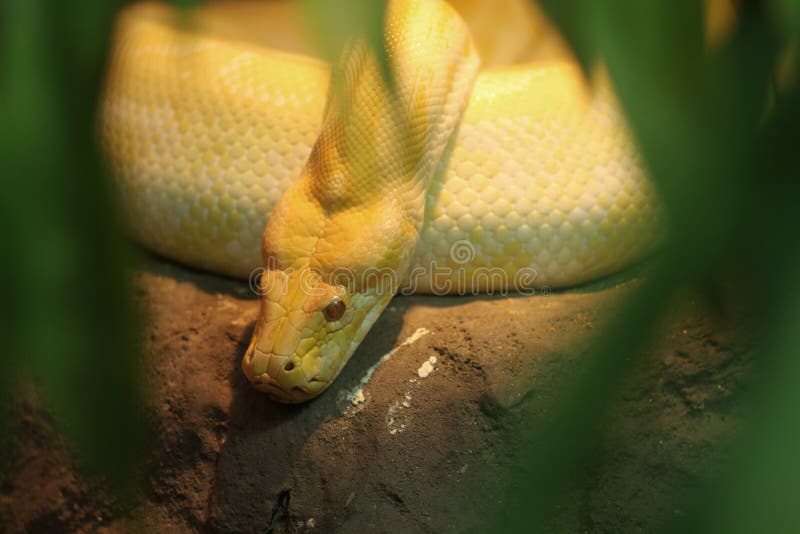 Golden Thai Python stock photo. Image of colored, scale - 66525294