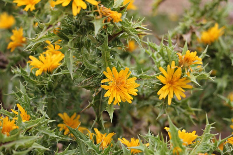 Golden thistle flowers stock photo. Image of yellow, grass - 97189412