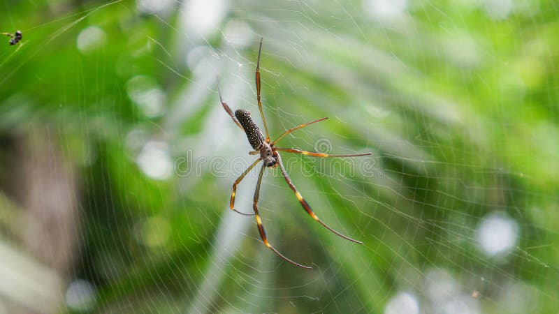 Golden Thread Spider - Trichonephila Clavipes Stock Photo - Image of ...