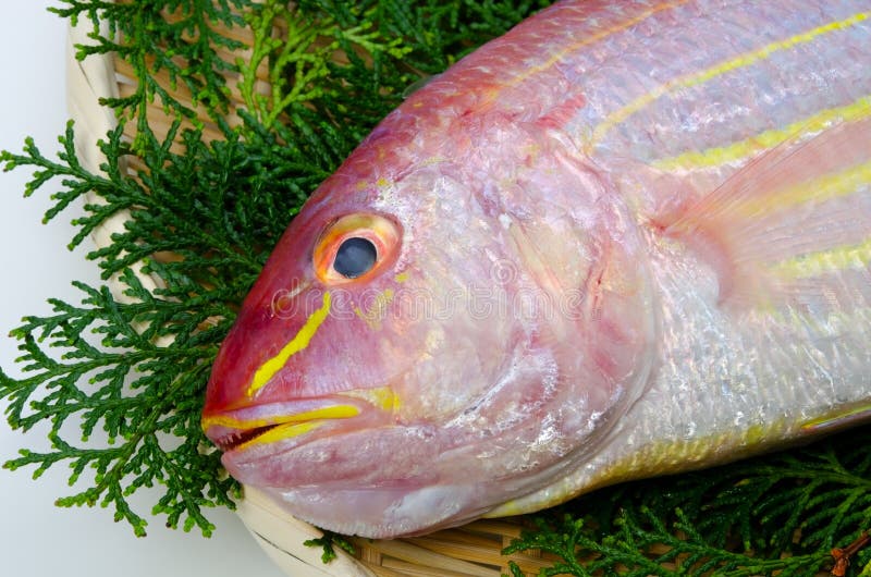 Golden threadfin bream stock photo. Image of cook, thread - 27039922