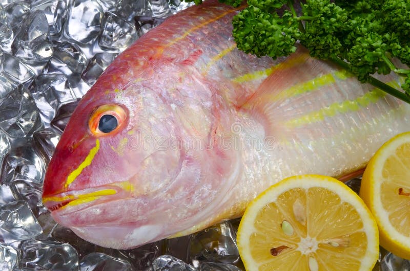 Golden Sea Threadfin Bream Stock Photos - Free & Royalty-Free Stock ...