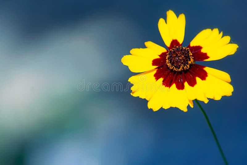 Golden Tickseed, Coreopsis, Isolated Against a Blue Background Stock ...