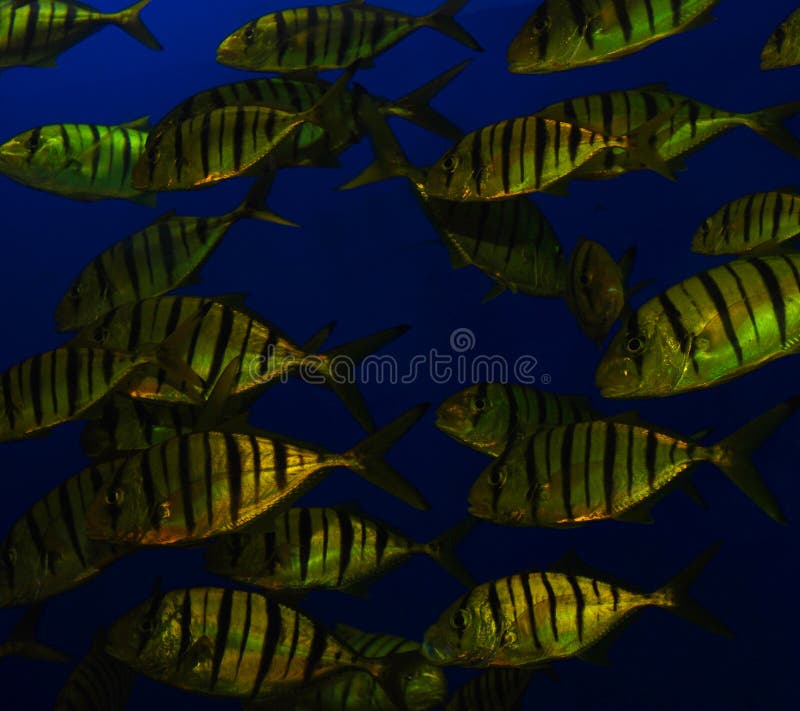 133 Tigerfish Fish Stock Photos - Free & Royalty-Free Stock Photos from ...