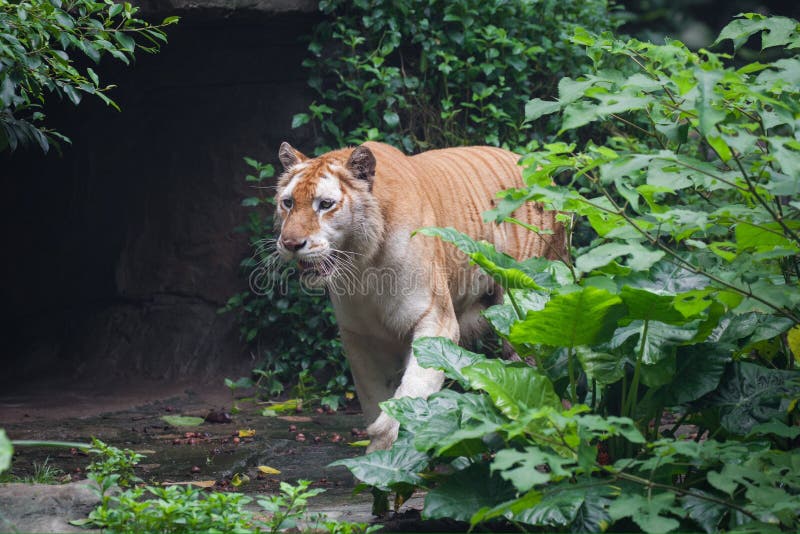 Golden tiger stock image. Image of breed, beauty, bengal - 56415133