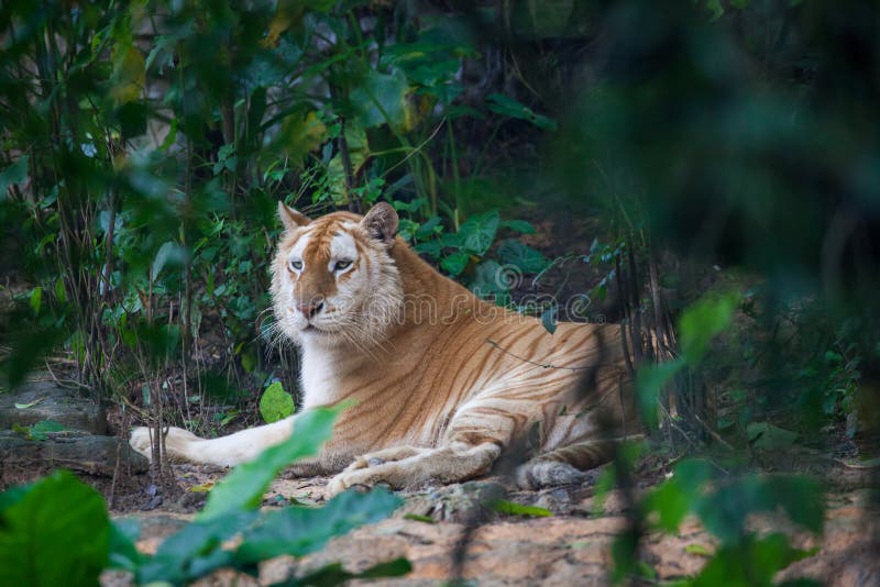 Golden tiger stock image. Image of gold, beauty, nature - 57382053