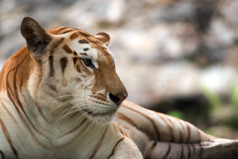 The golden tiger stock photo. Image of feline, whiskers - 290742976