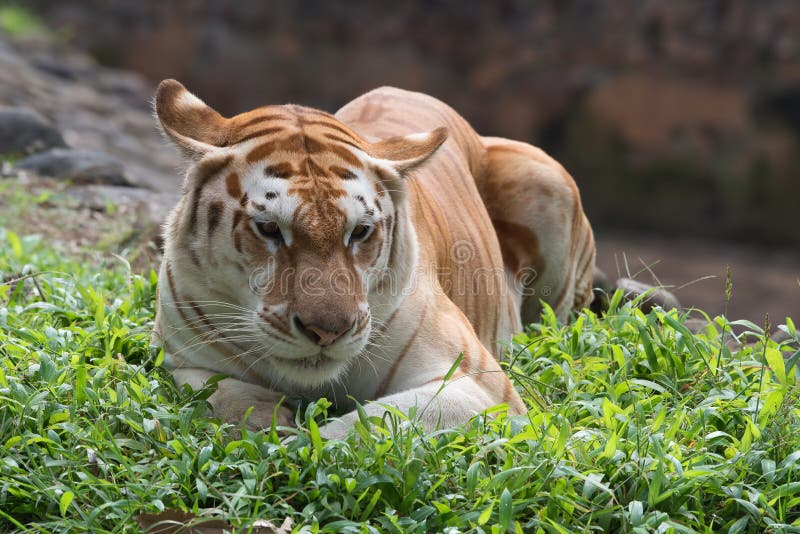 The golden tiger stock photo. Image of alone, beast - 290743046