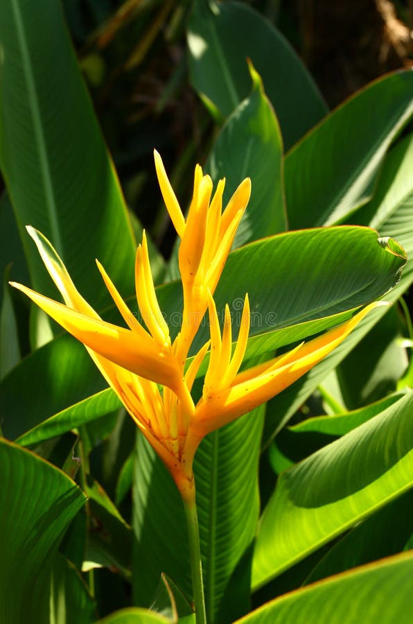 Golden torch flower stock photo. Image of tropical, beautiful - 22184972