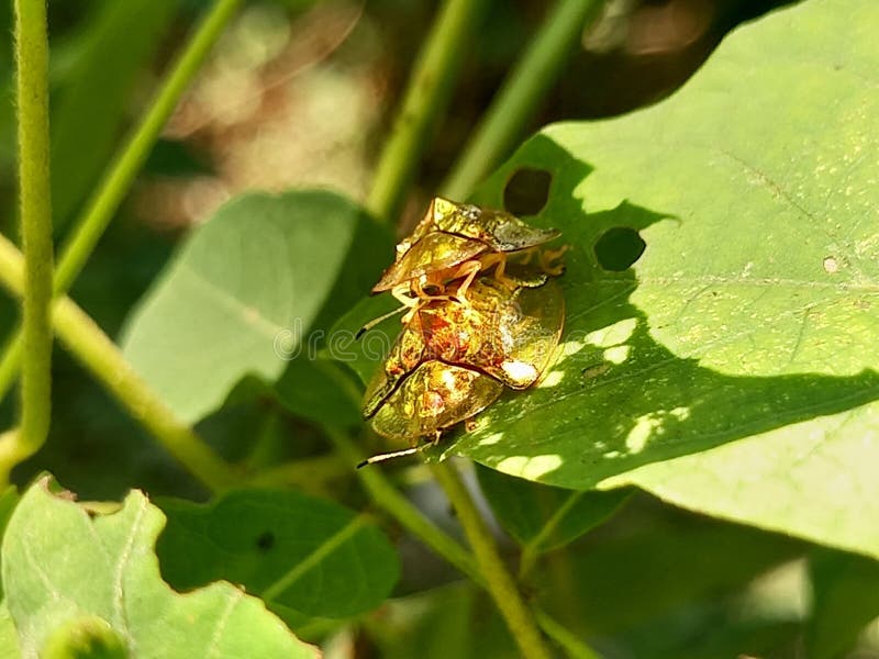 Golden tortoise beetle stock photo. Image of tortoise - 302455276