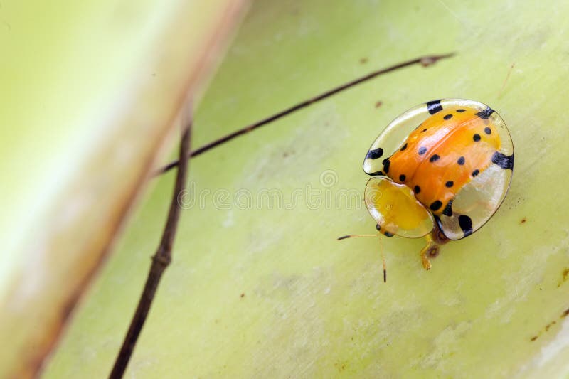 Golden tortoise bug stock image. Image of entomology - 15723267