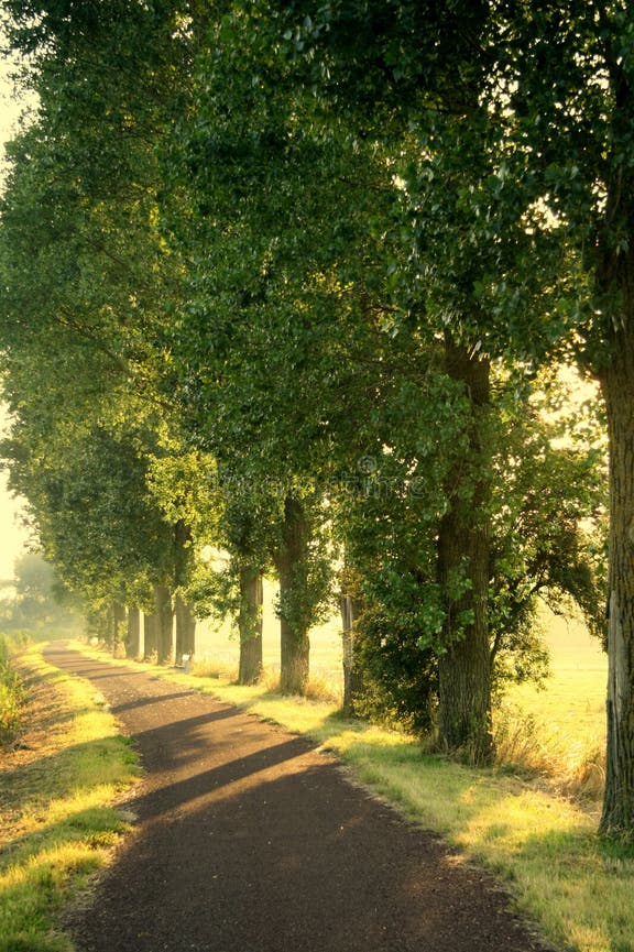 Golden trail stock image. Image of exploration, ancient - 7103069