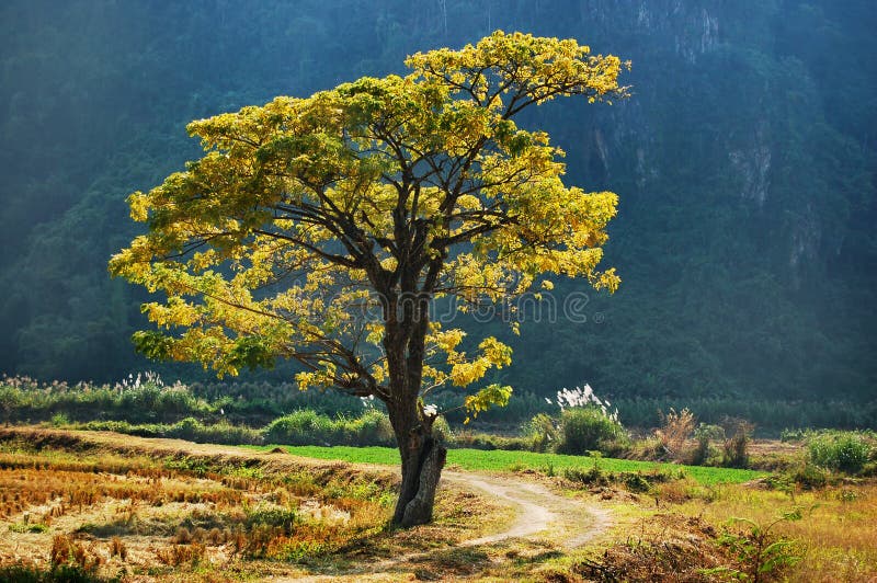 Golden tree stock image. Image of lonely, country, grass - 17901483