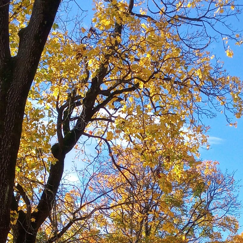 A golden tree stock photo. Image of forest, meadow, autumn - 219889902