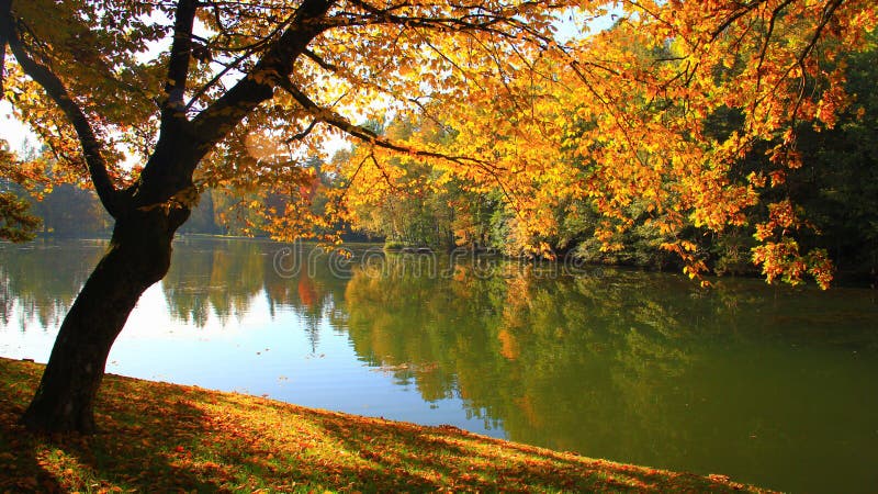 Golden tree stock image. Image of green, october, lake - 27299997