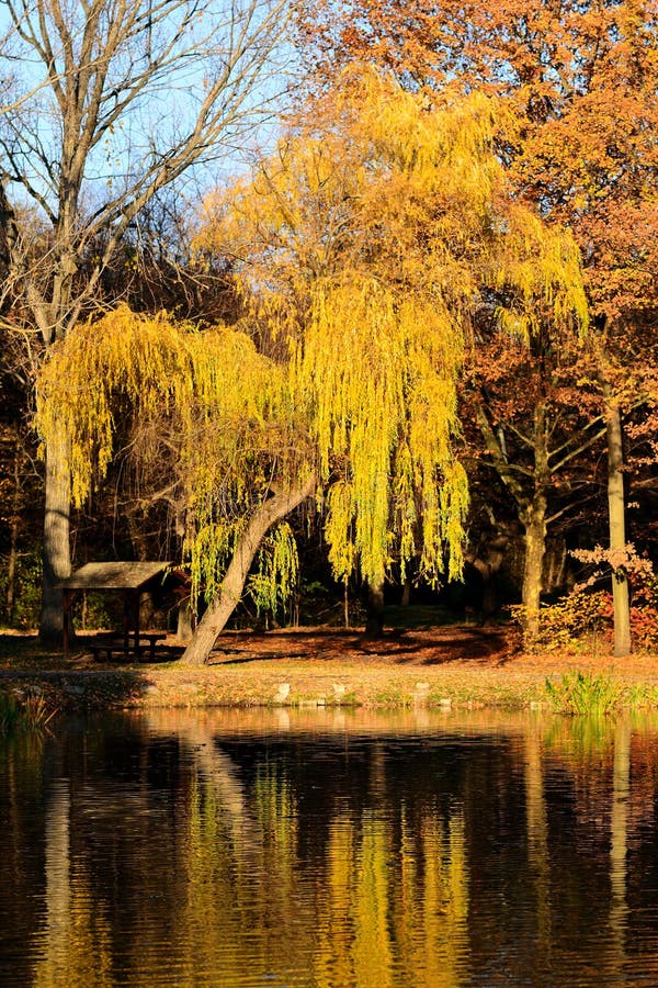 Golden tree stock photo. Image of reflection, outdoor - 28018598