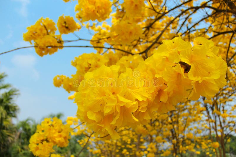 Golden tree stock photo. Image of botany, beautiful, outdoor - 29440120