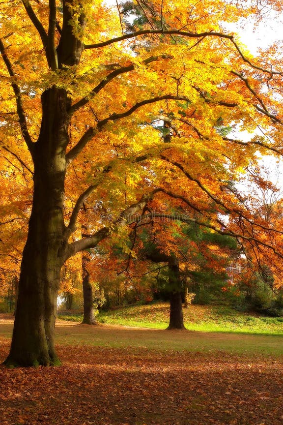 Golden tree stock image. Image of colorful, gold, field - 3068825