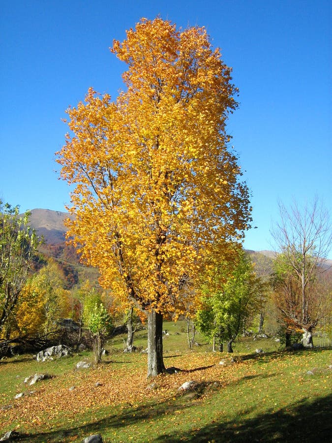 Golden tree stock image. Image of leafs, blue, orange - 5892981