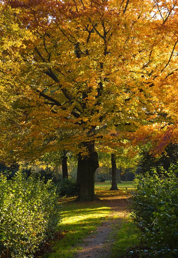 Golden tree stock photo. Image of wood, outdoors, colorful - 7078124