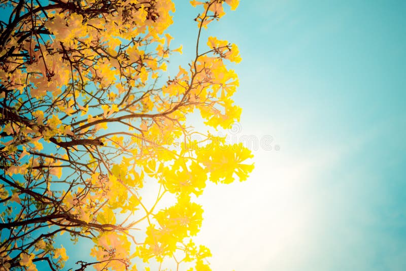 Golden tree stock image. Image of tree, wallpaper, background - 44174829